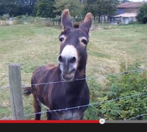 The Donkey Who Cries Like A Baby! - The Horseaholic