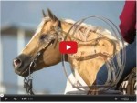 Watch Shining Spark's 1st Ride in 11 Years! - The Horseaholic