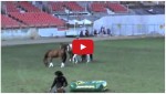 Watch What Happens When Clinicians Horses Get Out Of Control! - The ...