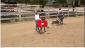 Watch Full Size Adults Racing A Miniature Horse and Donkey - The ...