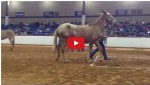 Watch This Mule Jump Over 5 Feet! - The Horseaholic