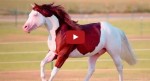 Watch Clinton Anderson's Free 1 Hour Reining Training Video - The ...