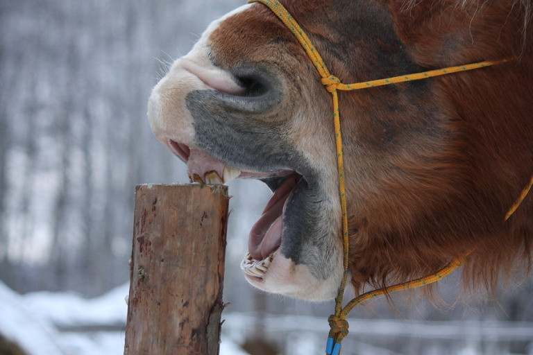 Simple Cribbing Solution You'll Wish You Found Sooner! - The Horseaholic