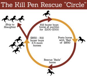 Kill Pen Horse Rescue - The Real Cost - The Horseaholic