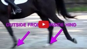 Flying Lead Changes Explained - The Horseaholic