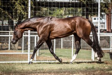 My Quarter Horse's Head Set Is NOT TOO LOW And This Is Why - The ...