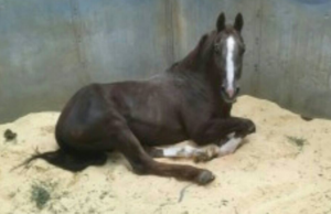 Starved Stallion Dual Peppy Returns Home To The Babcock Ranch - The ...