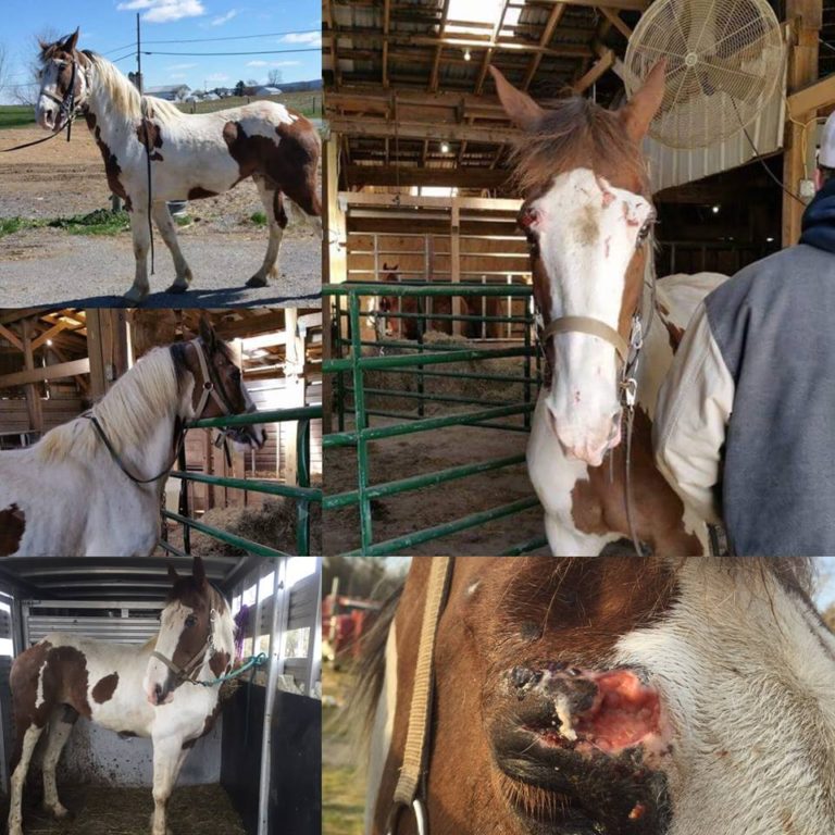 Kill Pen Rescue Competes At Dressage Championships 6 Months Later - The ...