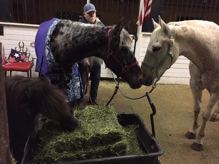 What To Do When Your Horse Spooks - The Horseaholic