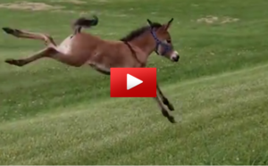 Baby Mule Is Having So Much FUN - Sure To Brighten Your Day! - The ...