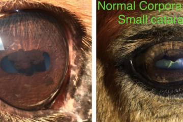 Watch How To Clean Your Horse’s Sheath – Sheath Cleaning 101 – The ...