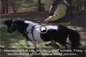 Blind Woman Switches From Guide Dogs To Guide Horses - The Horseaholic