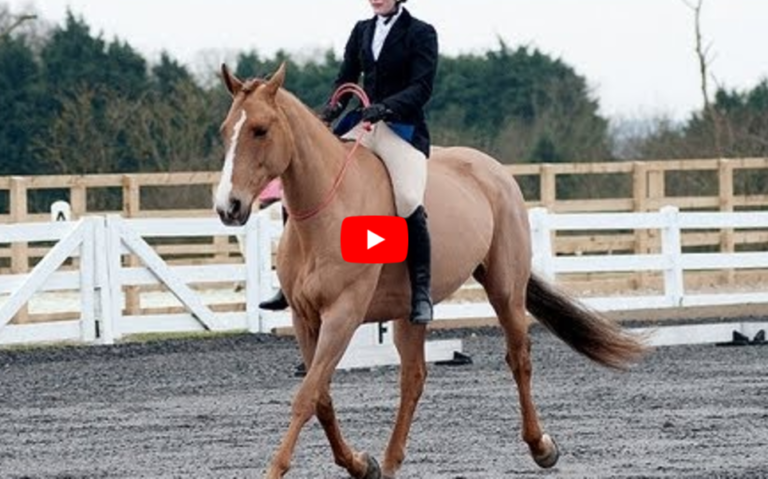 Tackless Dressage - Incredible Riding And A Great Cause! - The Horseaholic