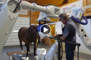Watch How To Clean Your Horse’s Sheath – Sheath Cleaning 101 – The ...