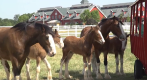 Budweiser Clydesdale's Paradise - The Horseaholic