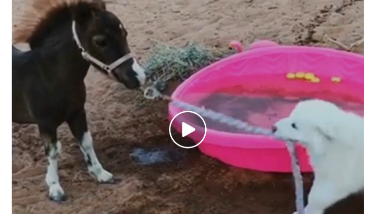 Miniature Horse Miracle and the Dog that changed her world! - The ...