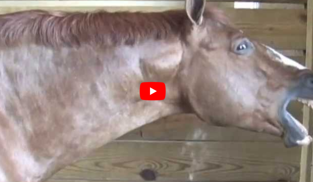 Equine Massage Wither Release Technique - The Horseaholic