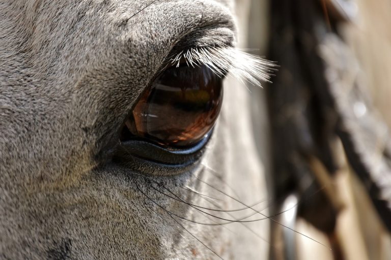 Cutting World Champion And Leading Sire Dual Peppy Is Among Abused And ...