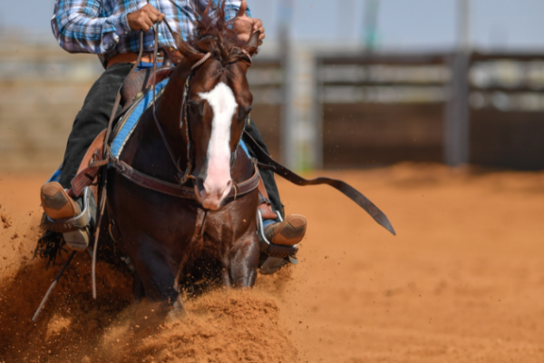 Featured Articles – The Horseaholic