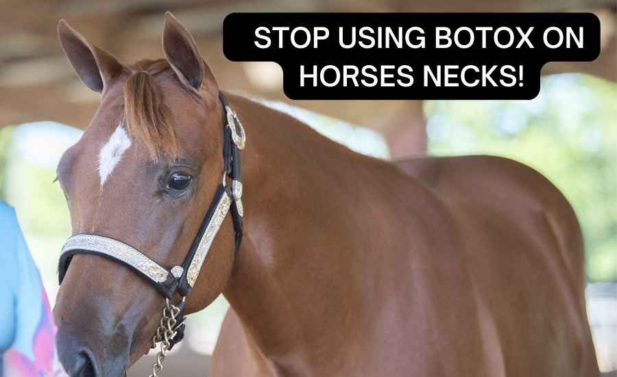 Stop Using Botox On Horses Necks The Horseaholic